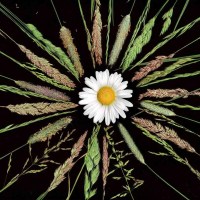 Veronica Nicholson Photographer